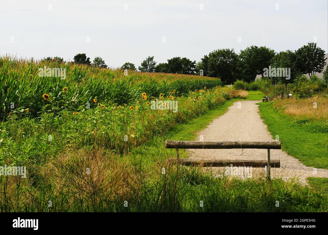 A wonderful walk through nature in the sunshine Stock Photo - Alamy