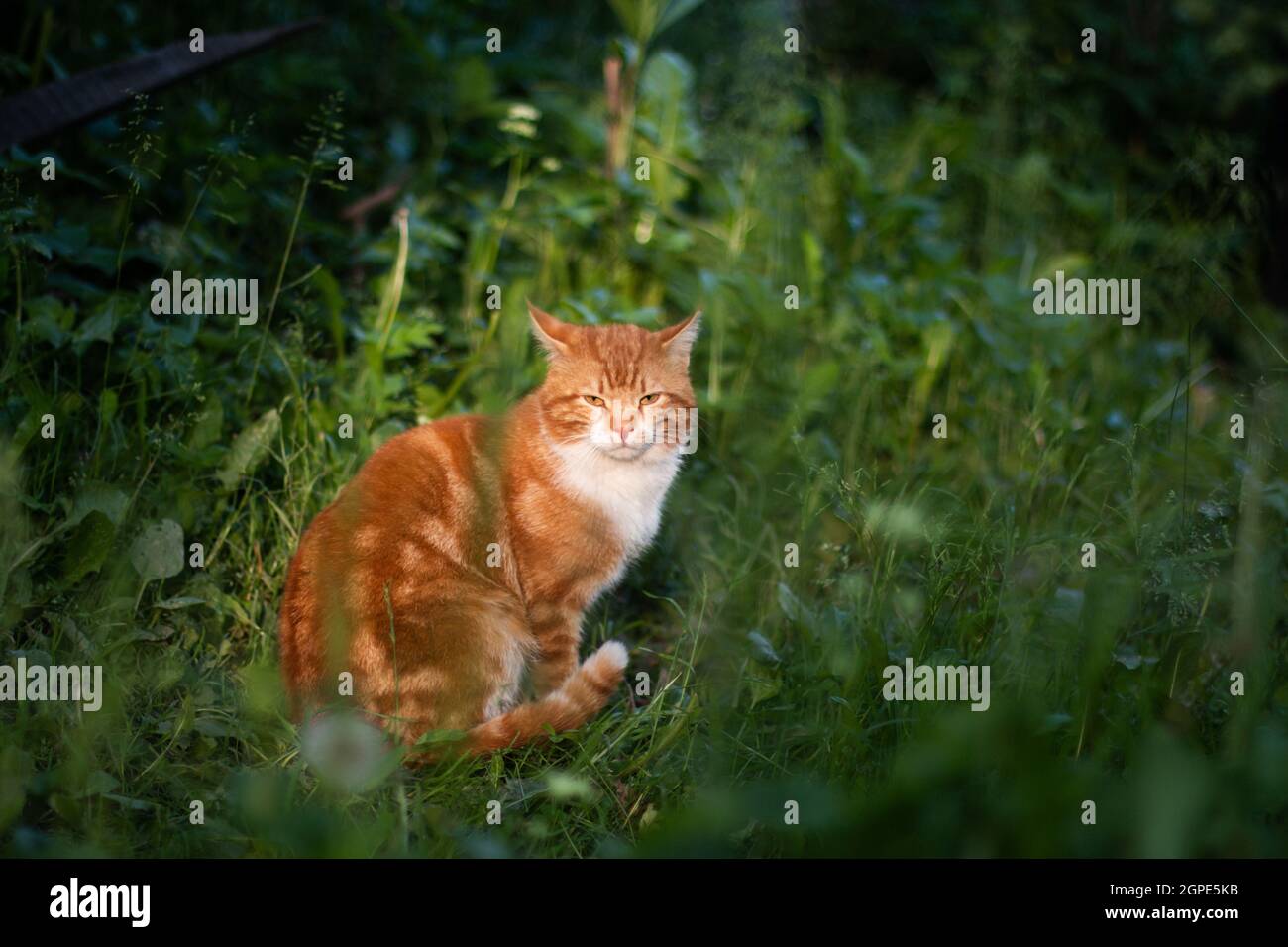 Red striped cat sits in green grass in sunlight, outdoors, summer at ...