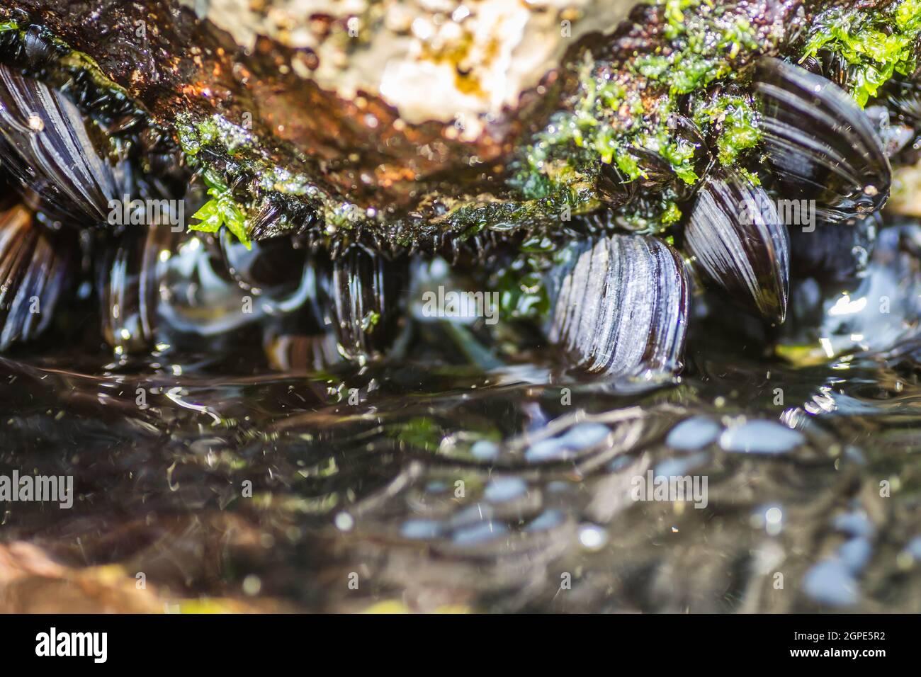 Scuba stuck hi-res stock photography and images - Alamy