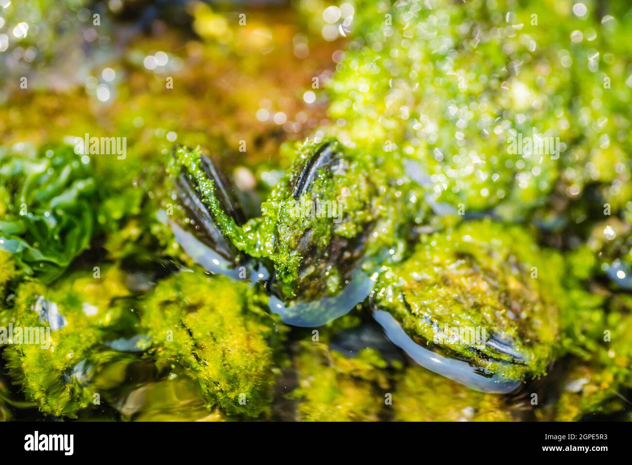 Dead coral shells on hi-res stock photography and images - Alamy