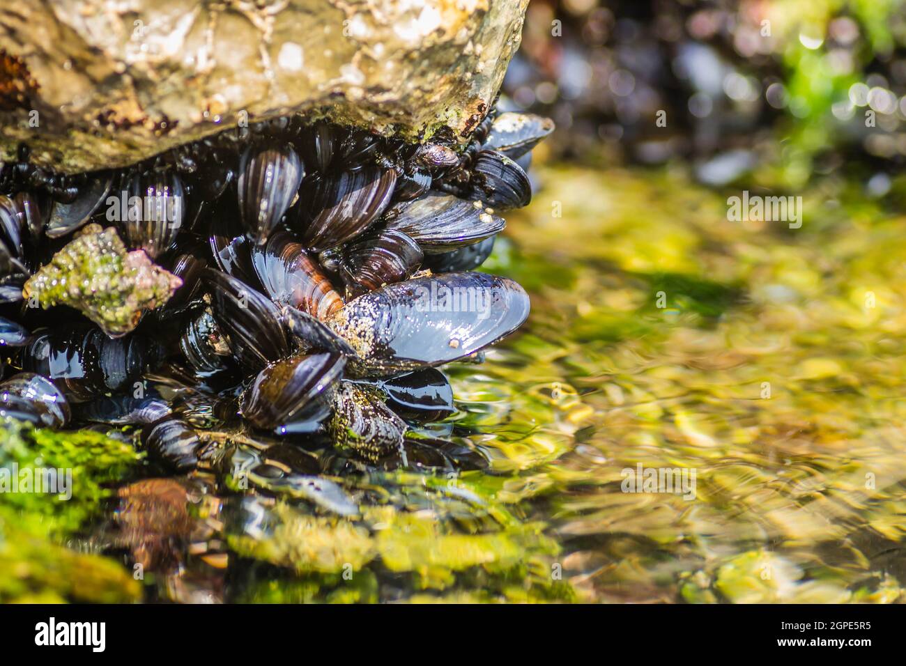 Sea shells stuck on a rock Stock Photo - Alamy