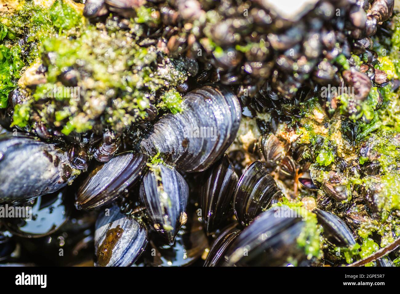 Sea shells stuck on a rock Stock Photo - Alamy