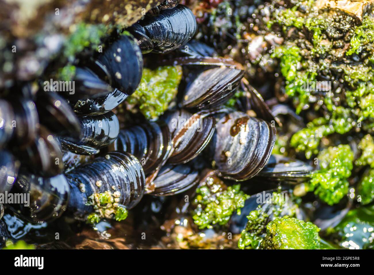Sea shells stuck on a rock Stock Photo - Alamy