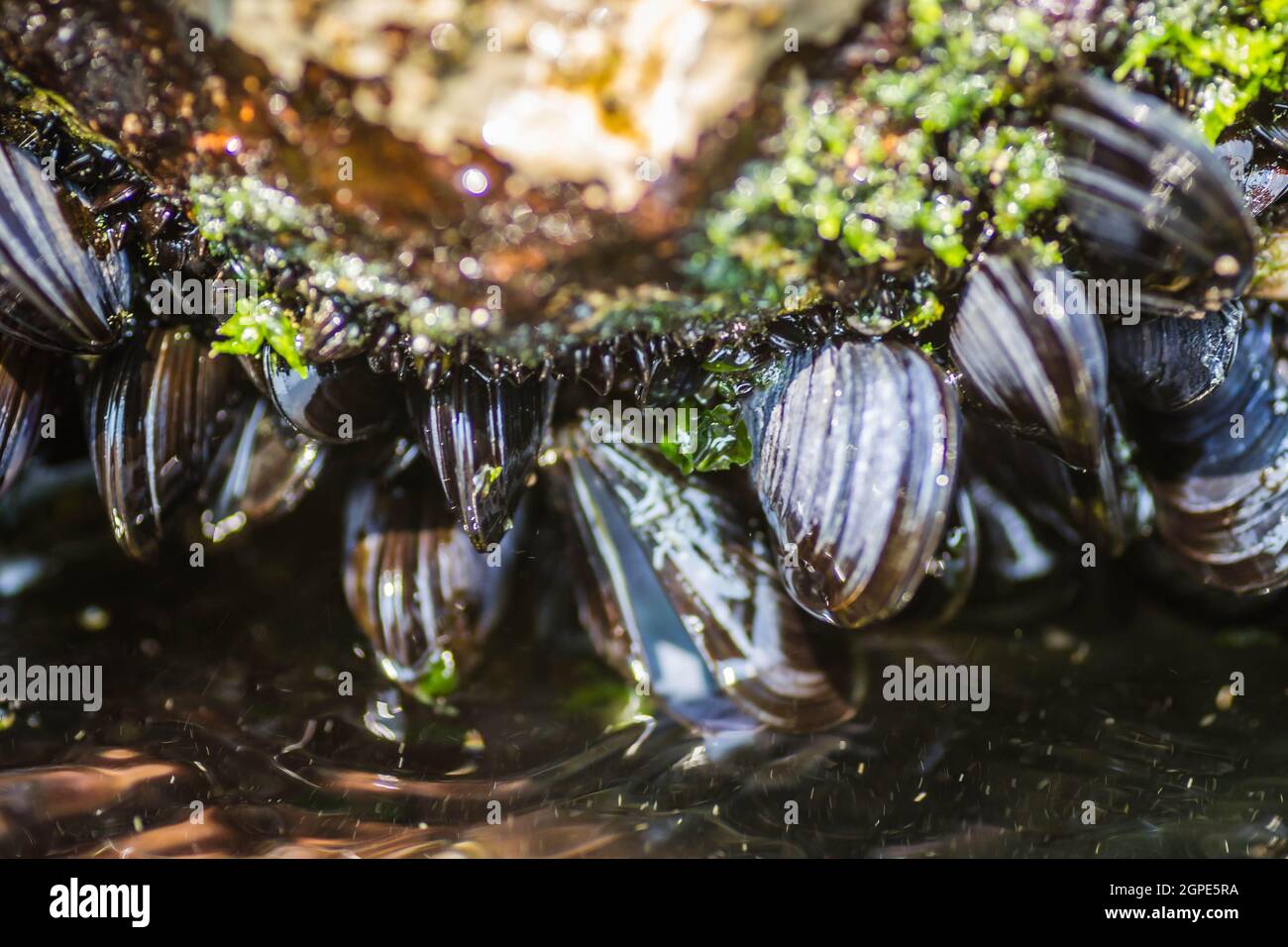 Sea shells stuck on a rock Stock Photo - Alamy