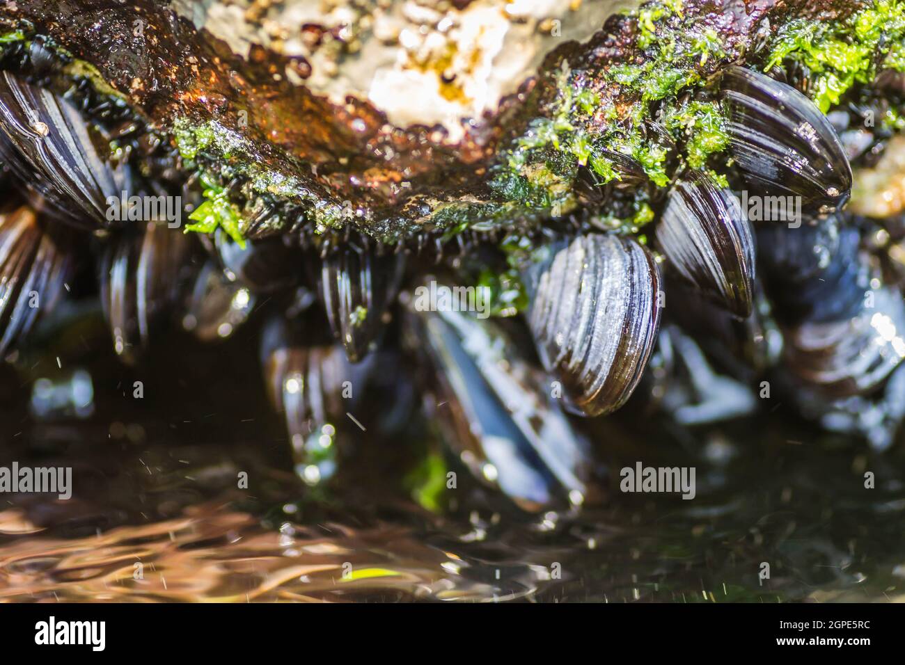 Scuba stuck hi-res stock photography and images - Alamy