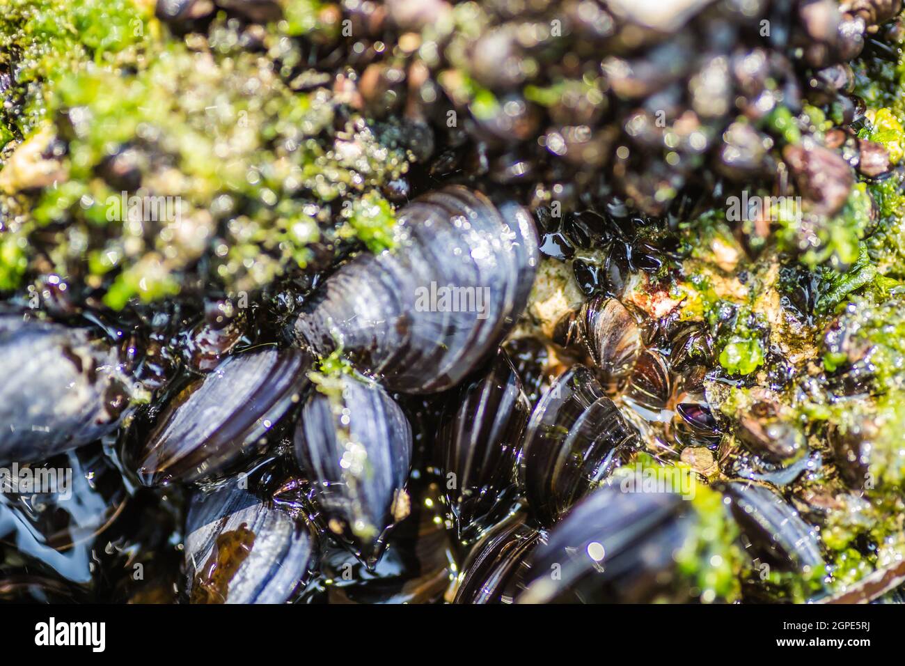 Sea shells stuck on a rock Stock Photo - Alamy
