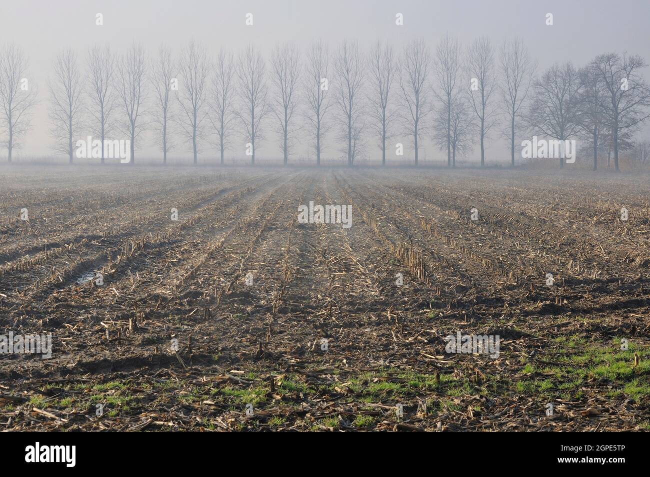 foreshortening of stubble fields and trees in country, shot in winter ...