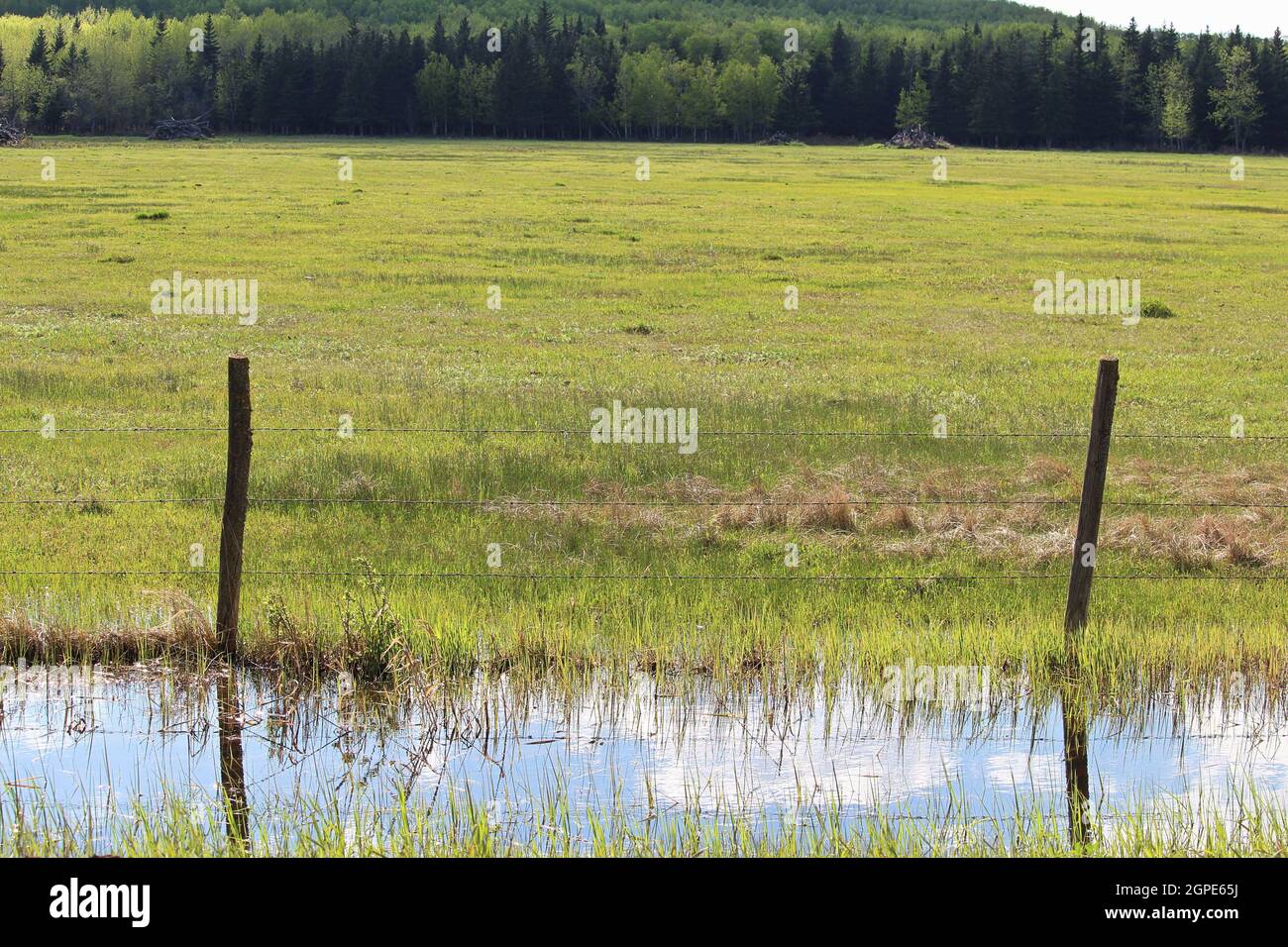 A green pasture with water along the fence in the ditch Stock Photo - Alamy