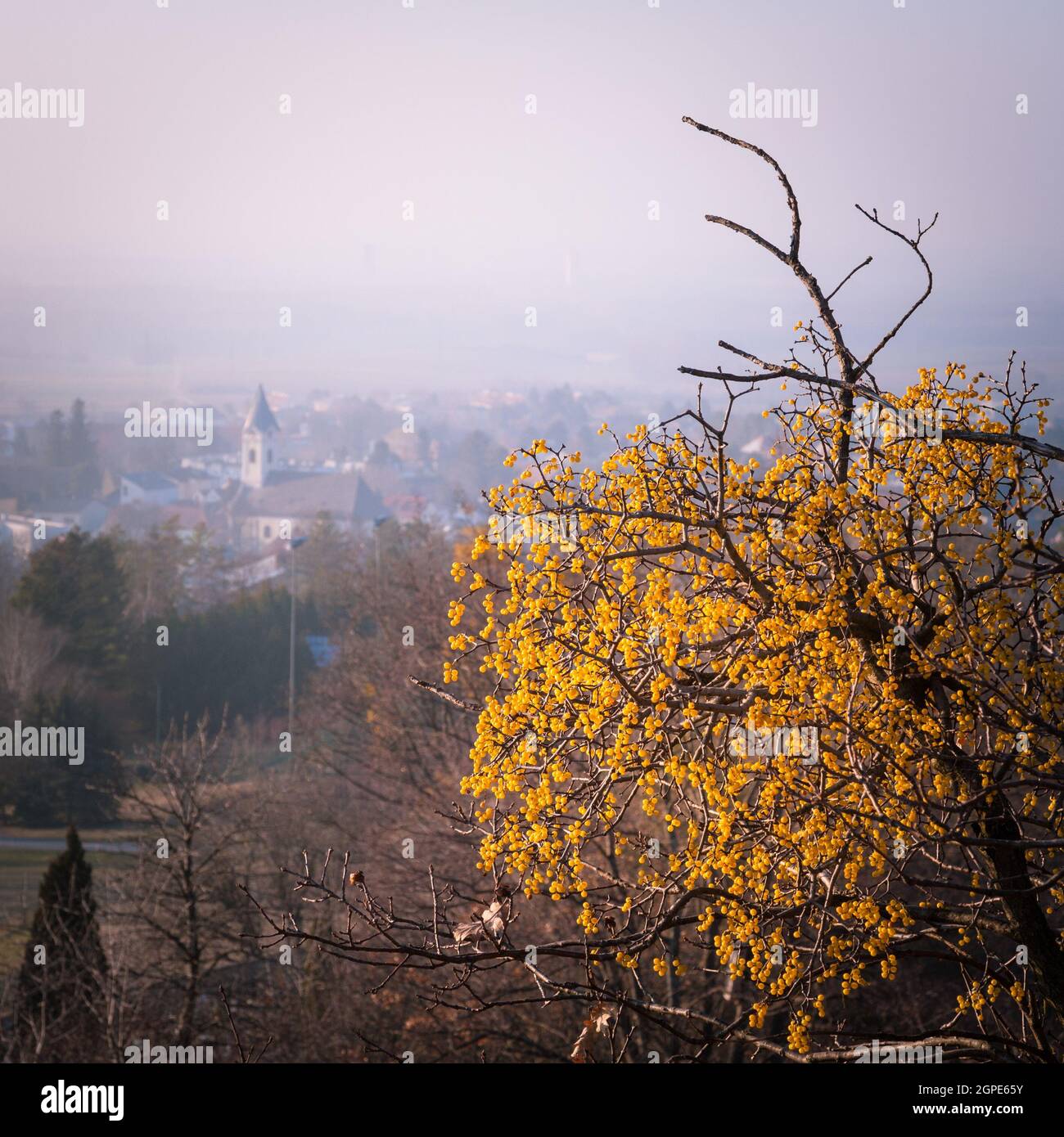 Mistletoe seed tree hi-res stock photography and images - Alamy
