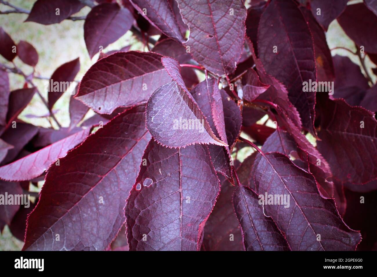 Prunus virginiana schubert hi-res stock photography and images - Alamy