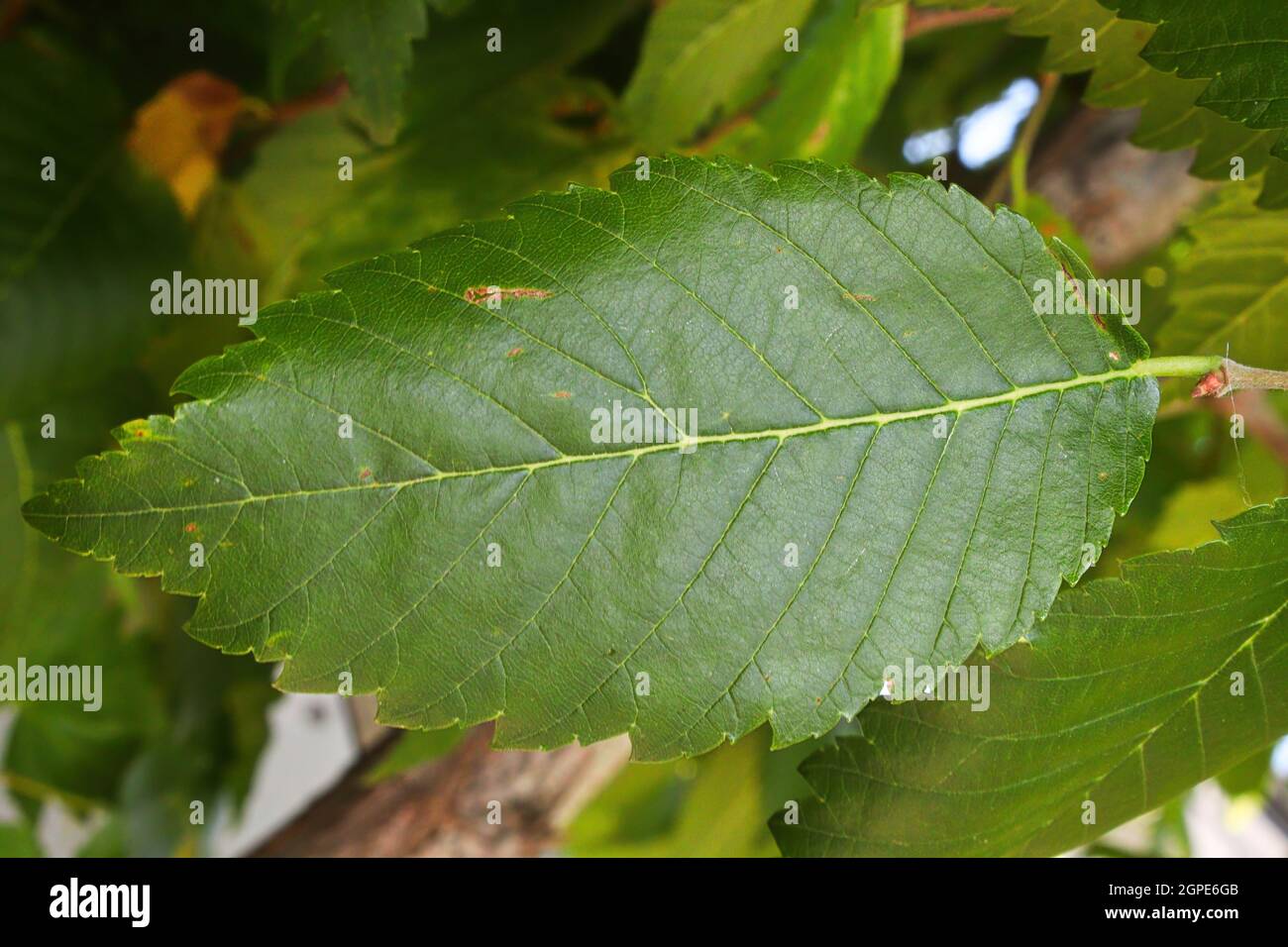 Closeup of the leaves on a brandon elm tree Stock Photo - Alamy