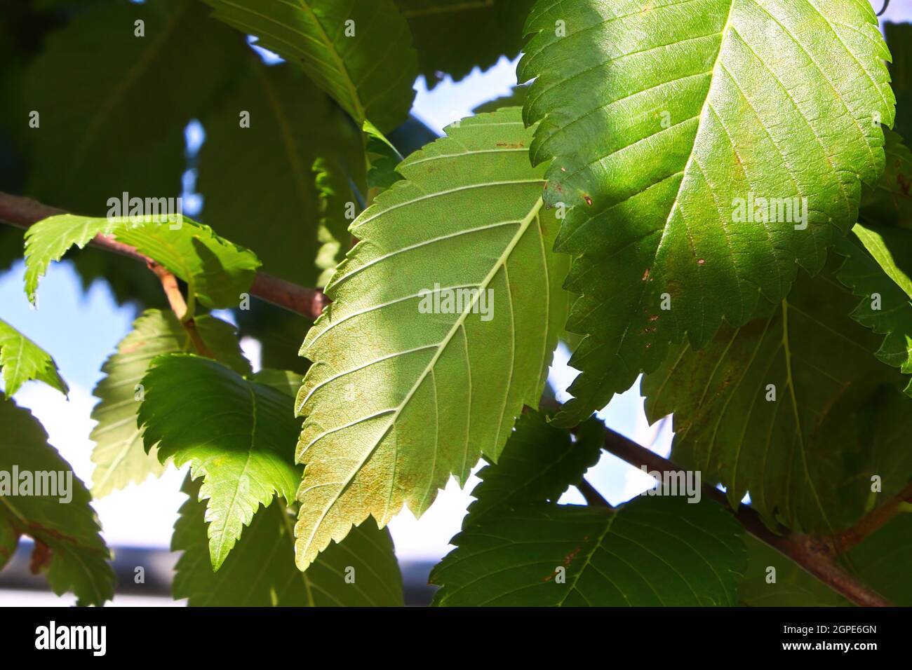 Closeup of the leaves on a brandon elm tree Stock Photo - Alamy