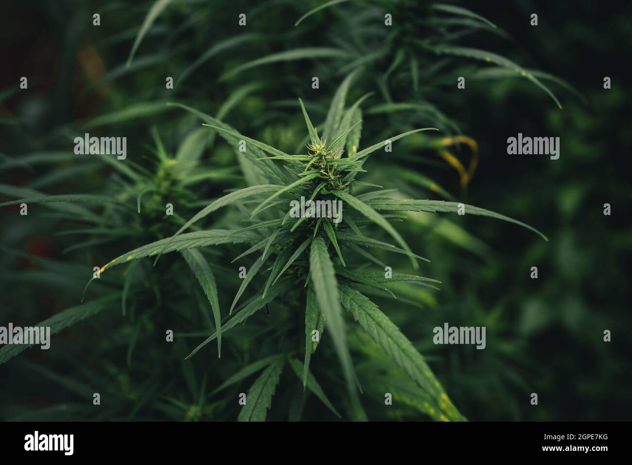Cannabis sativa grown outdoors,Close-up of marijuana plant growing ...