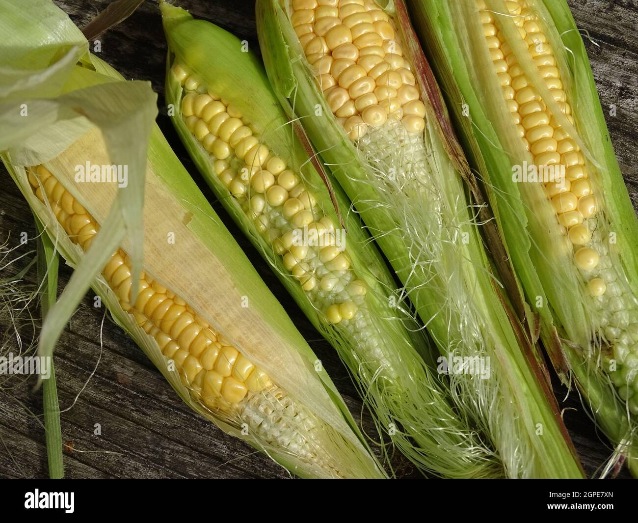 four lying corn cobs, just harvested and stripped of a few leaves ...
