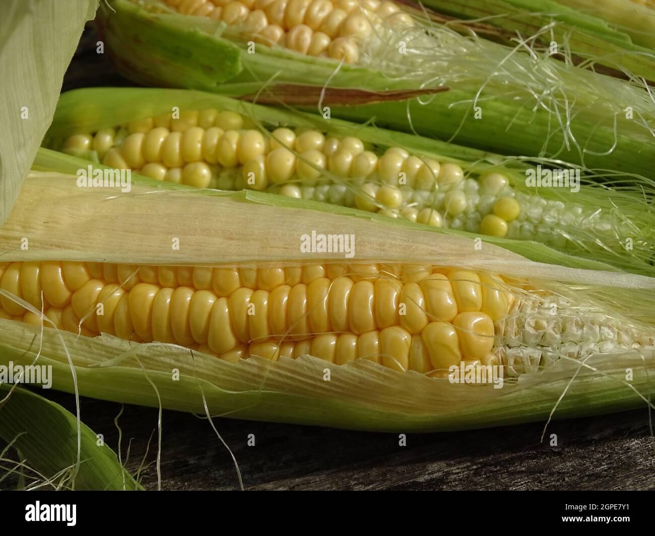 three lying corn cobs, just harvested and stripped of a few leaves ...