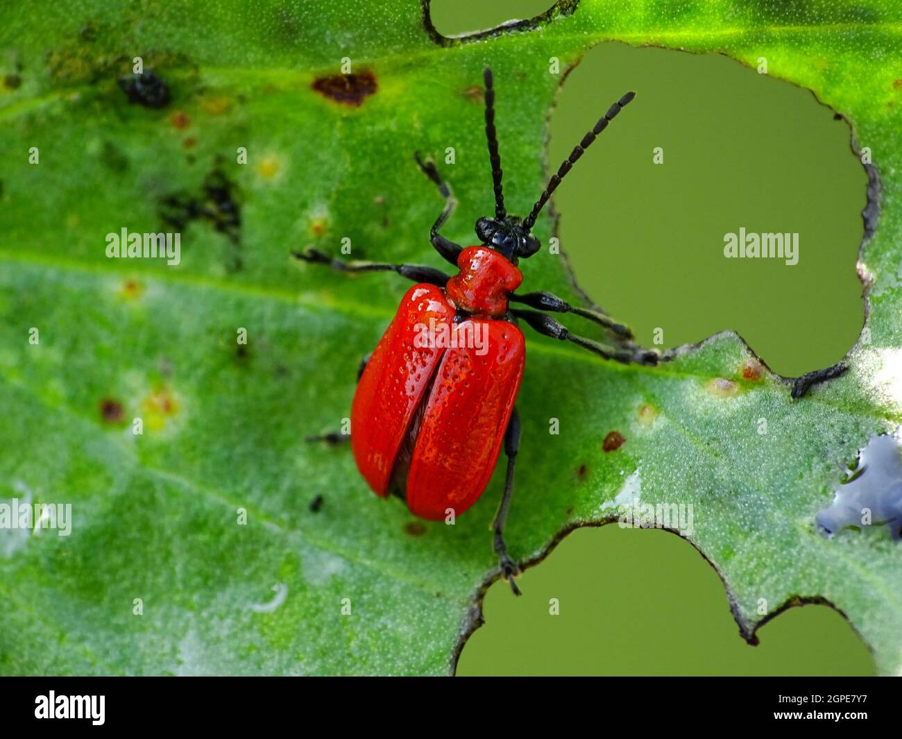 Lily beetle isolated hi-res stock photography and images - Alamy