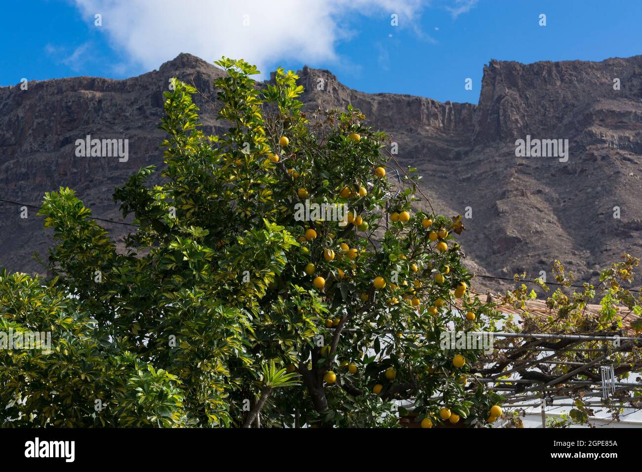 Lemon grove hi-res stock photography and images - Alamy