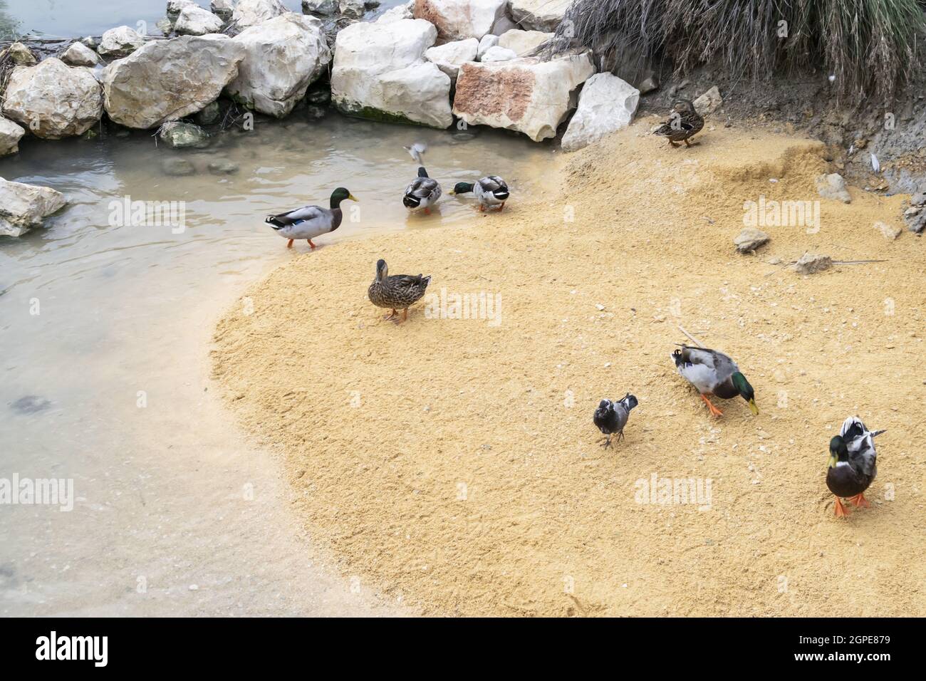 Conservation of waterbirds as their natural environment is disappearing ...