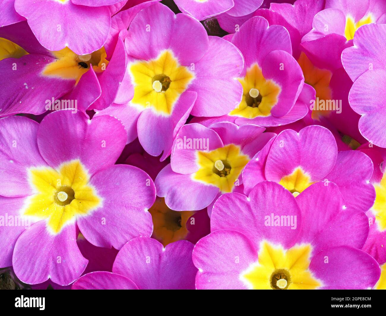 Texture, background with purple and yellow primrose blossom Stock Photo ...