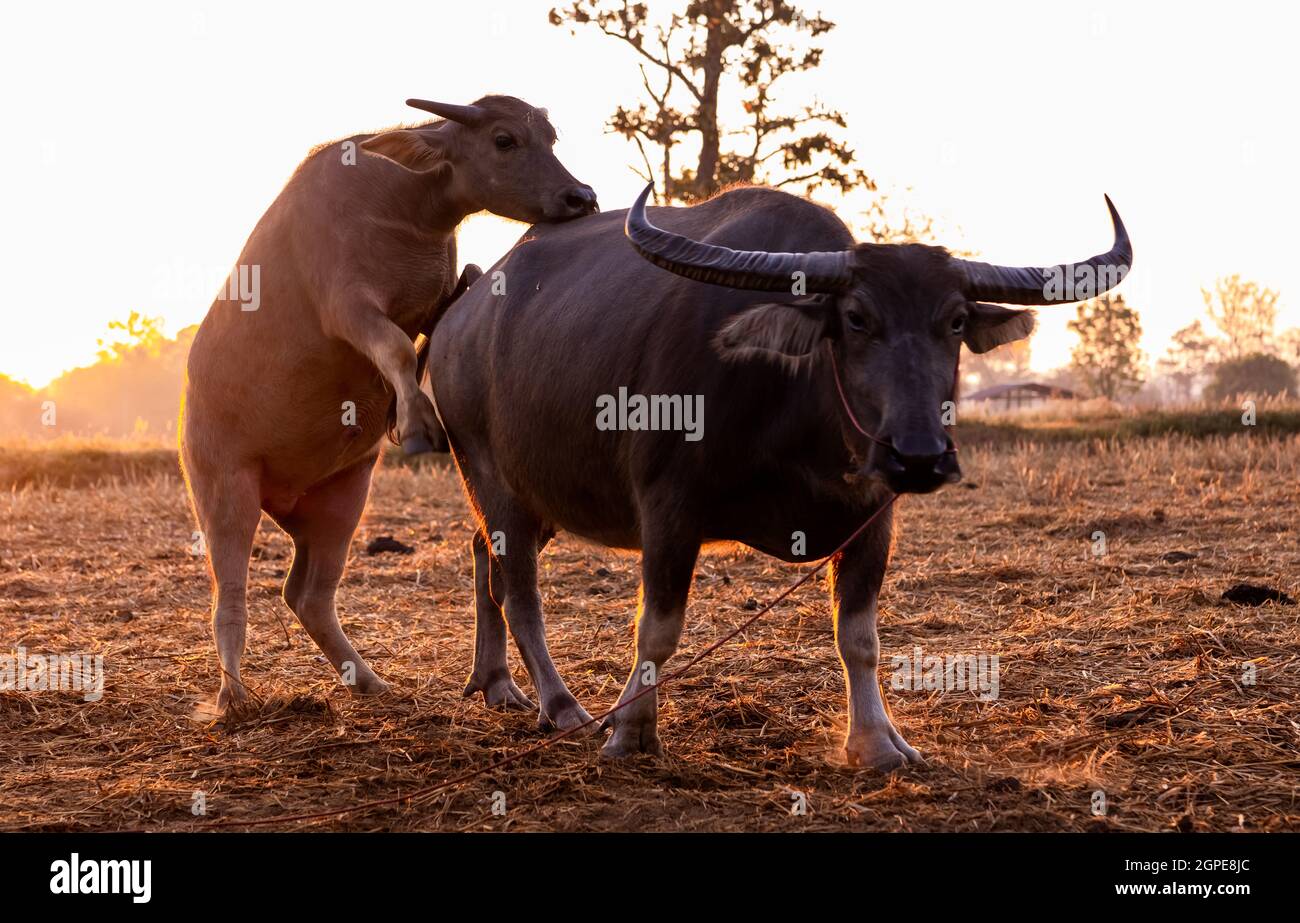 Swamp buffalo at a harvested rice field in Thailand. Buffalos at rice ...