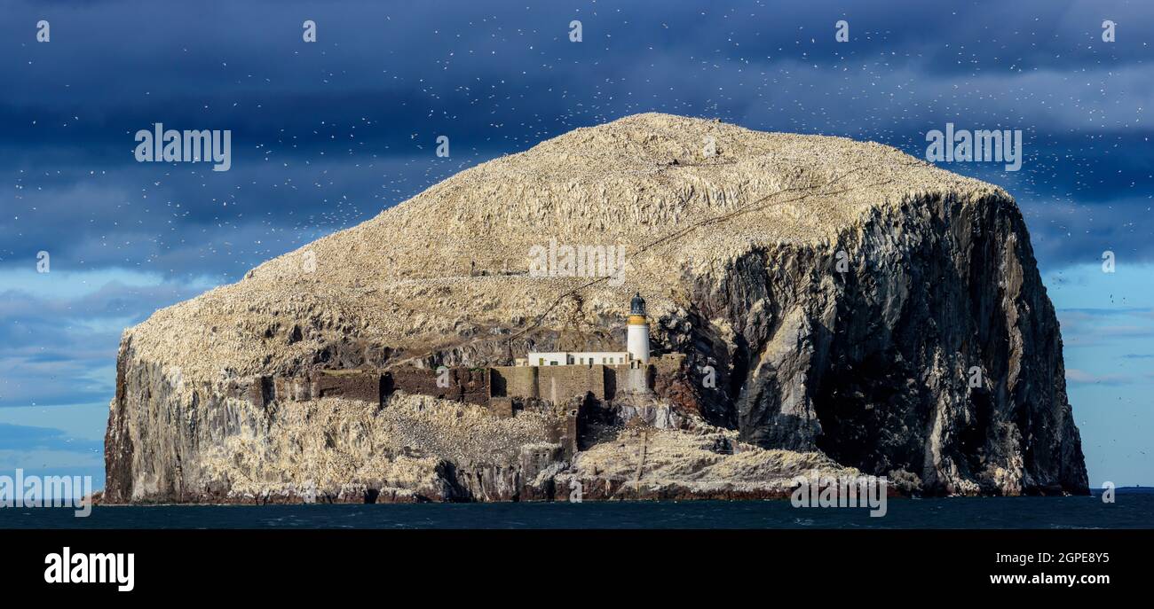 The Bass Rock (Scotland Stock Photo - Alamy
