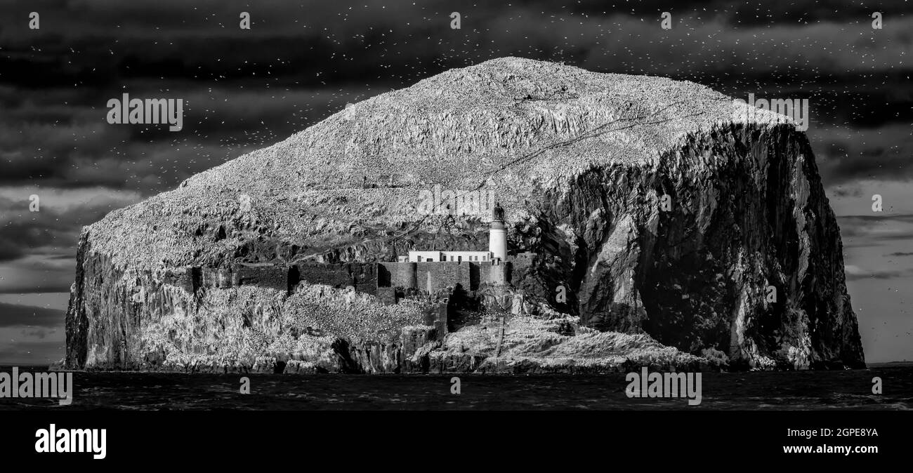 The Bass Rock (Scotland Stock Photo - Alamy