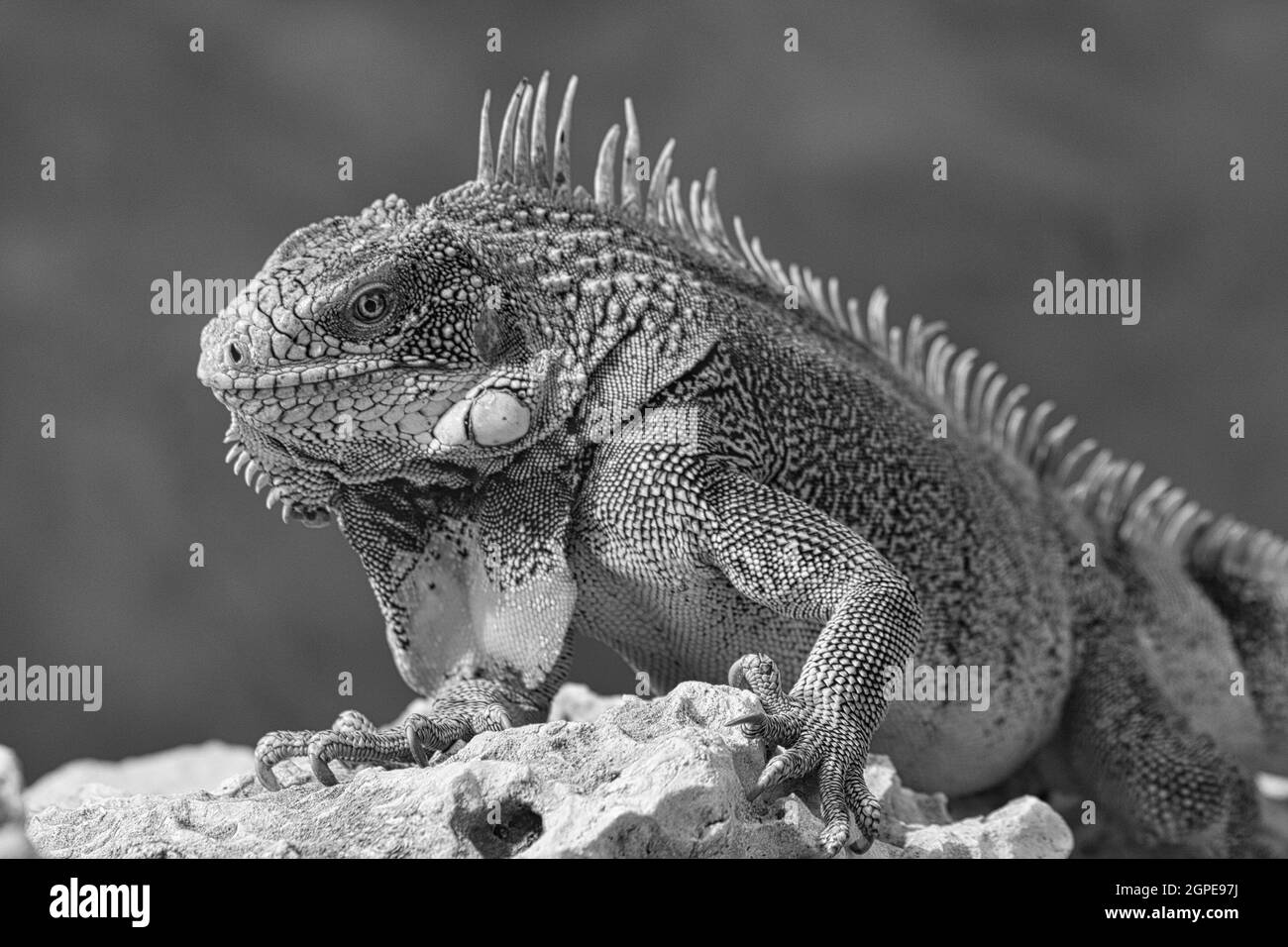 Iguana Black and White Stock Photos & Images - Alamy