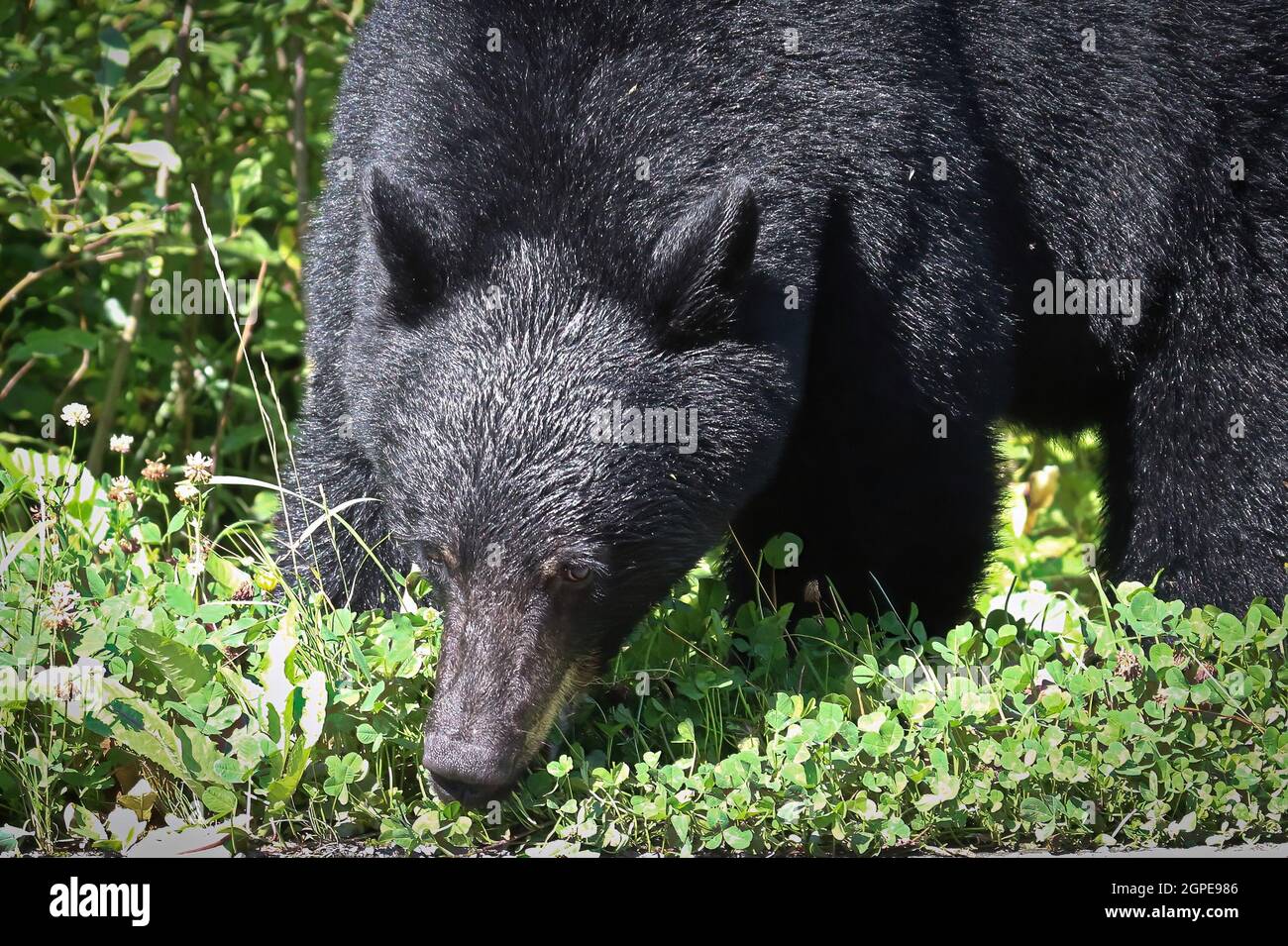 Closeup of a young black bear eating vegetation Stock Photo - Alamy