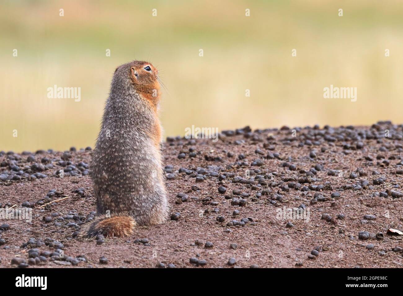 Spotted ground squirrel hi-res stock photography and images - Alamy