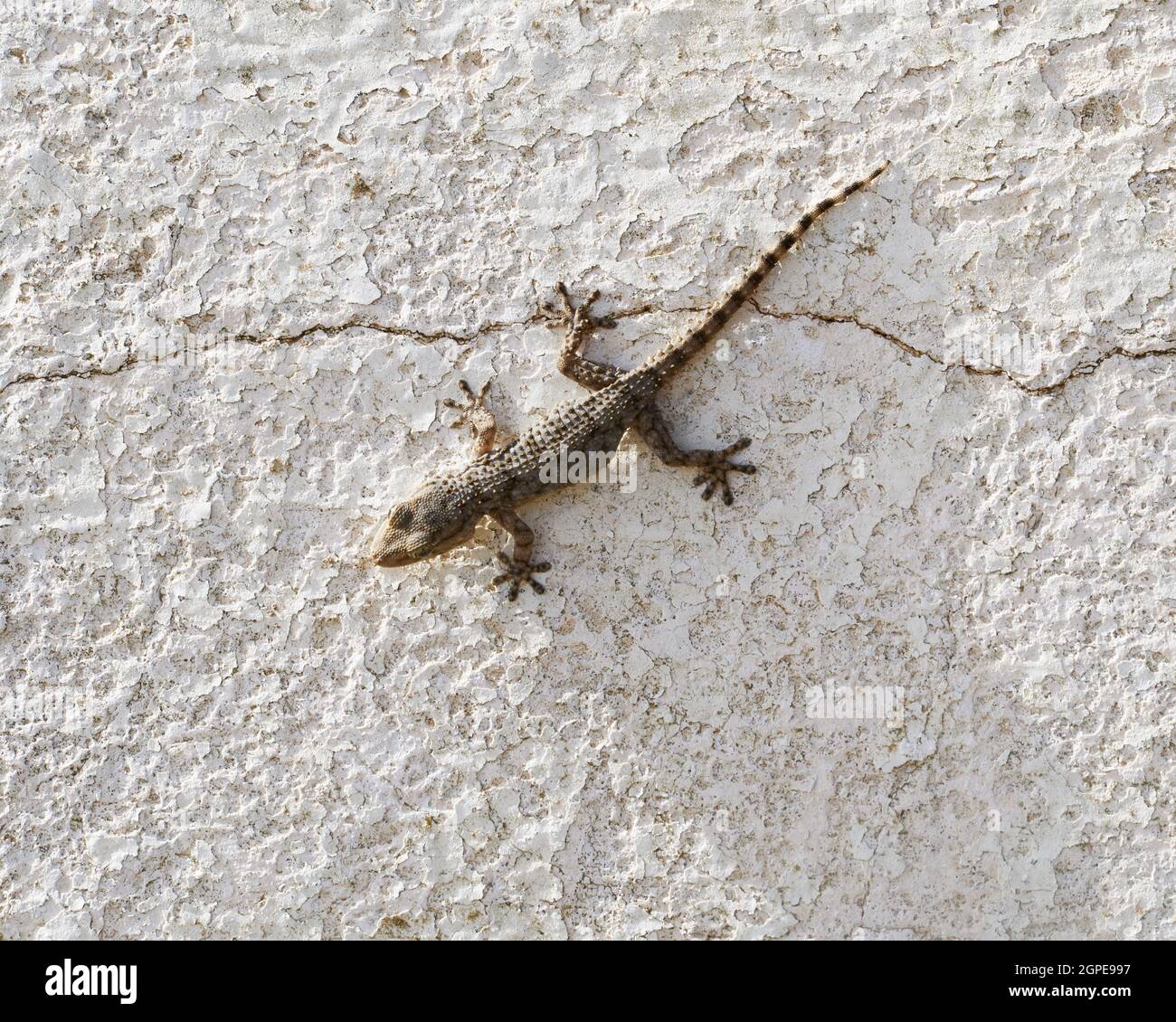 Mourning Gecko Lepidodactylus Lugubris High Resolution Stock ...