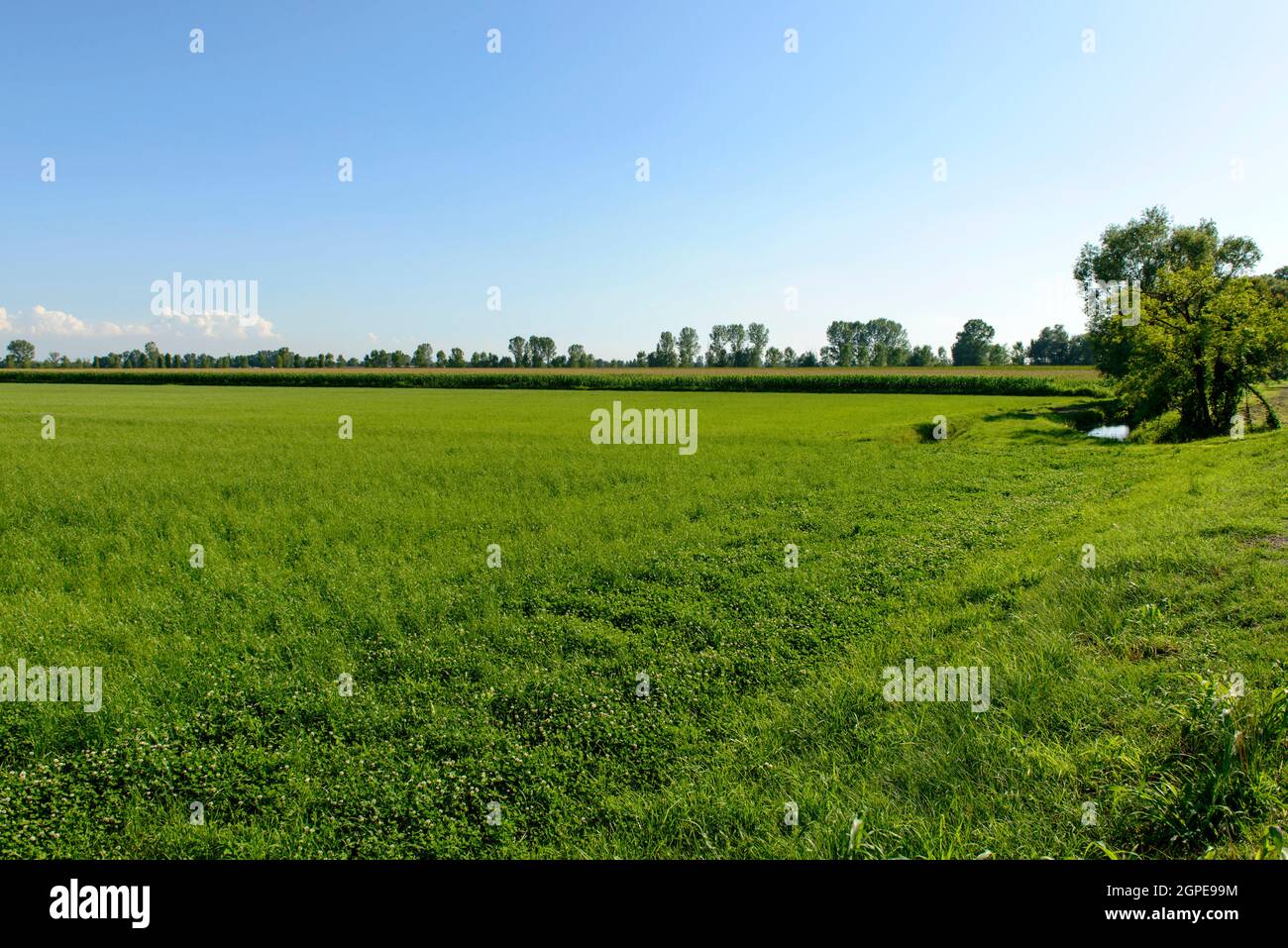 country landscape with trees and fields of the agricultural plains of ...
