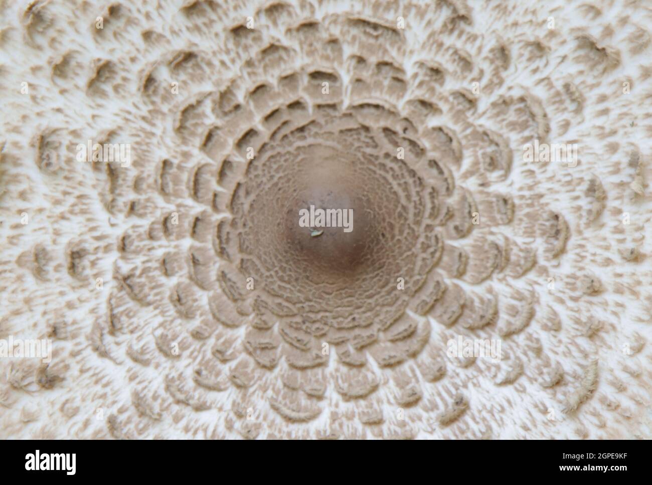 Poisonous mushroom, pale toadstool. View from above Stock Photo - Alamy