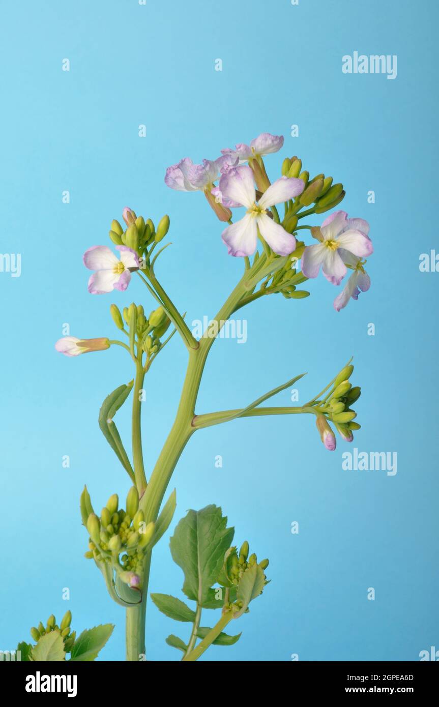 Use of fertilizer in mustard crop hi-res stock photography and images ...