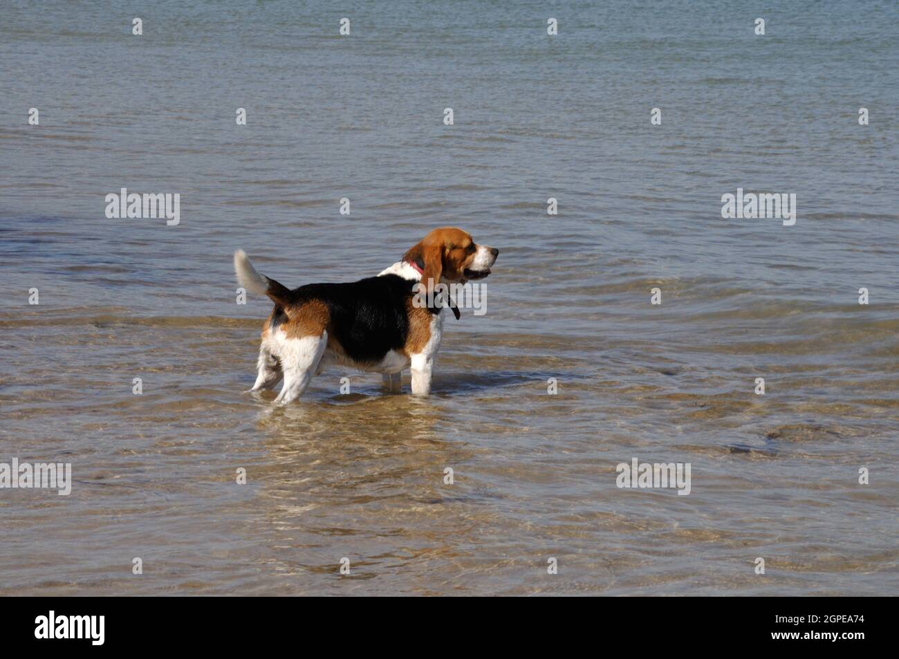 Dog on the beach in Brittany Stock Photo - Alamy