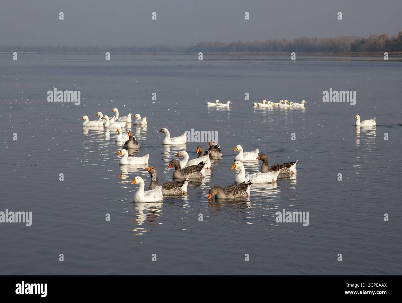 Flock of Chinese geese and ducks in a lake Stock Photo - Alamy