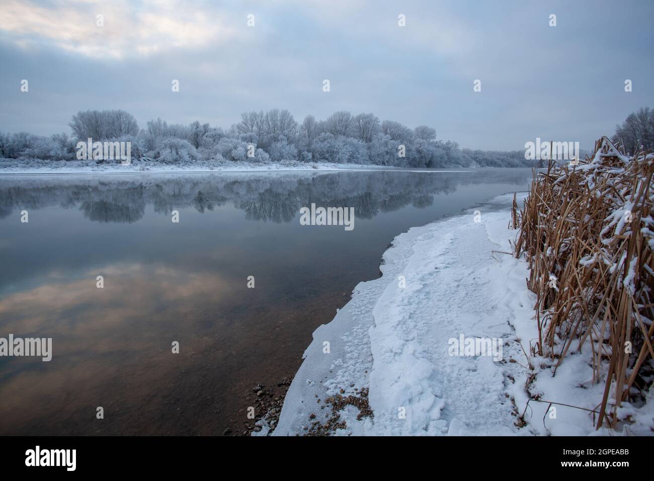 Frozen river flowing through the woods with the trees covered in frost ...