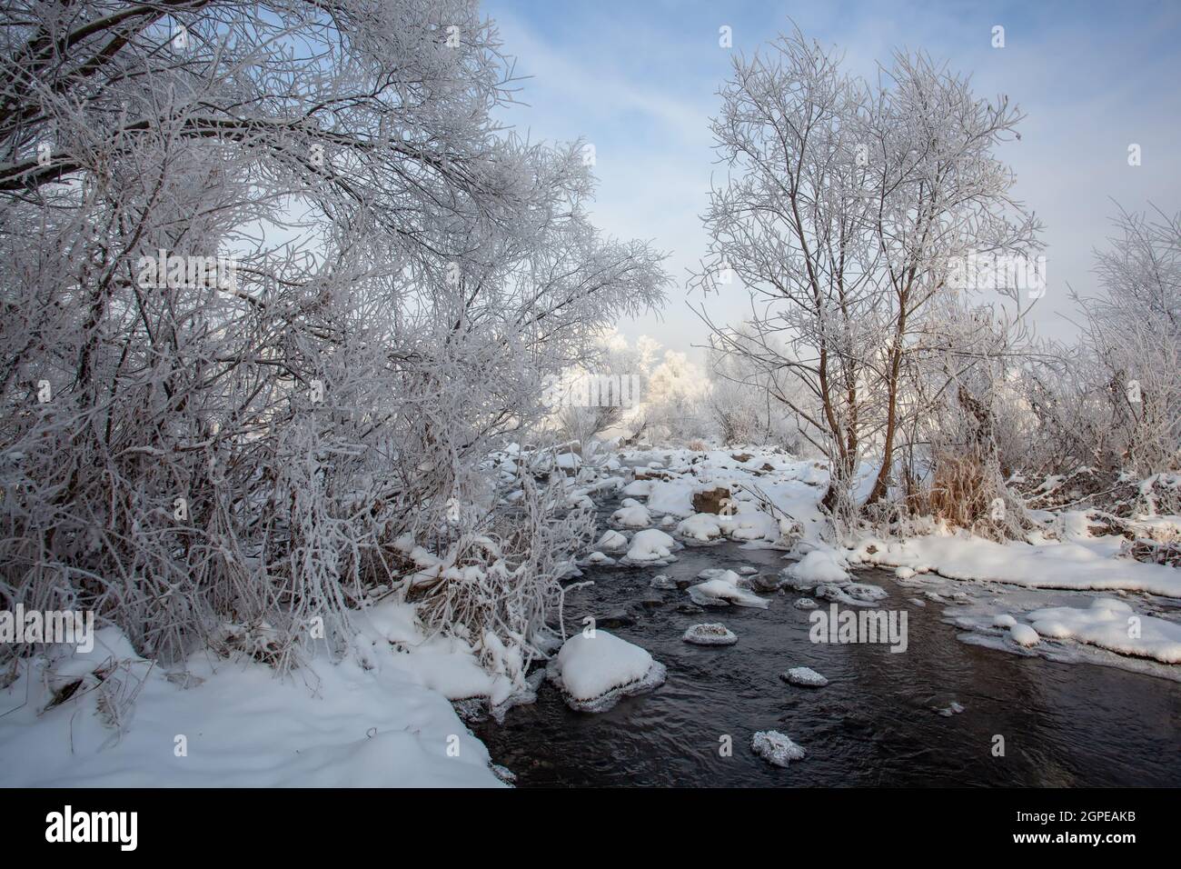 Frozen river flowing through the woods with the trees covered in frost ...