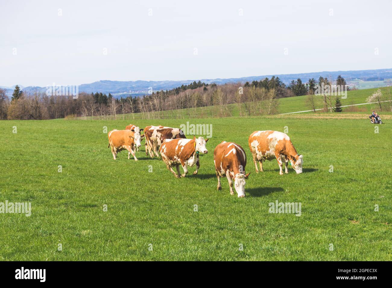 Happy cows hi-res stock photography and images - Alamy