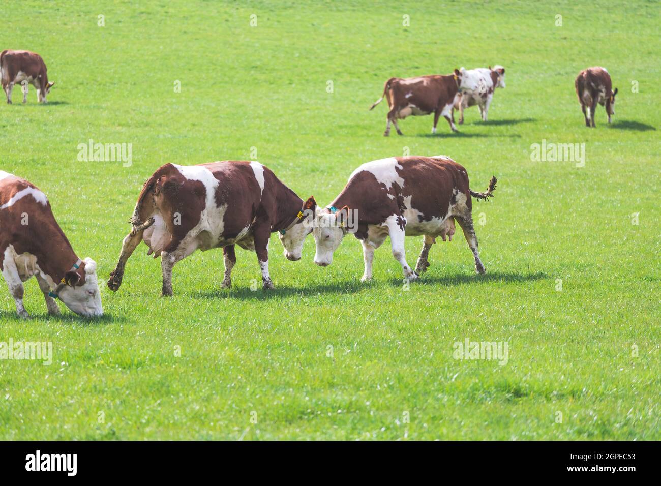 Happy cows are playing on the meadow, spring time Stock Photo - Alamy