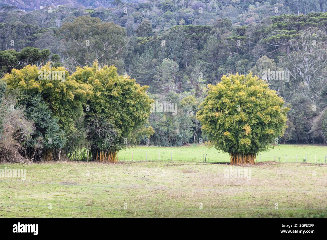 Rural landscape with bamboo clump Stock Photo - Alamy