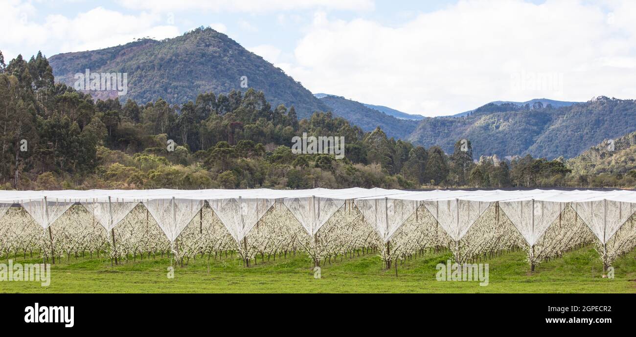 Rural landscape with peach plantation with mountains in the background ...