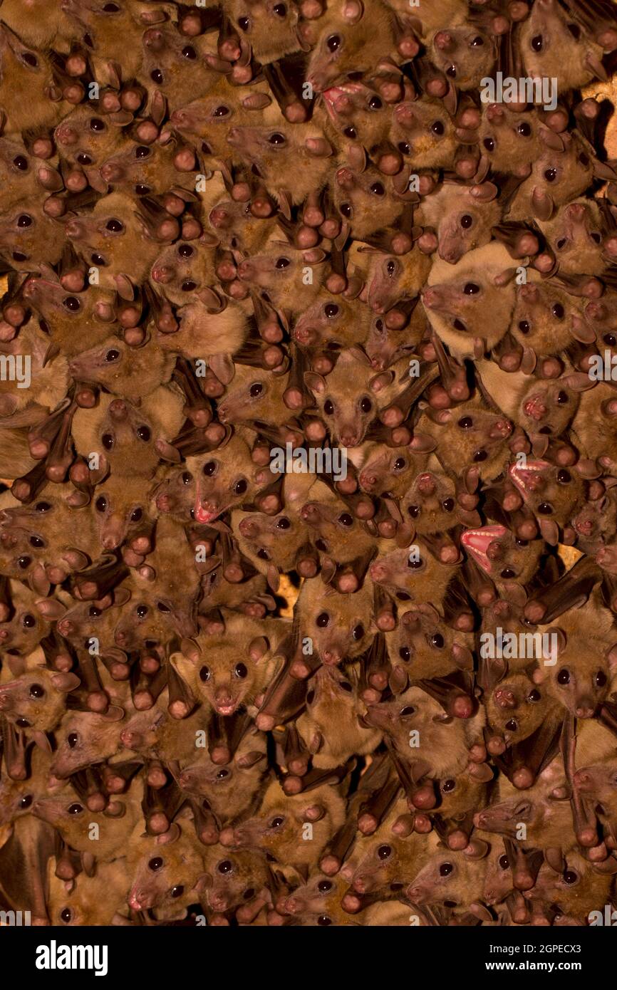 Egyptian fruit bat or Egyptian rousette (Rousettus aegyptiacus) is a ...