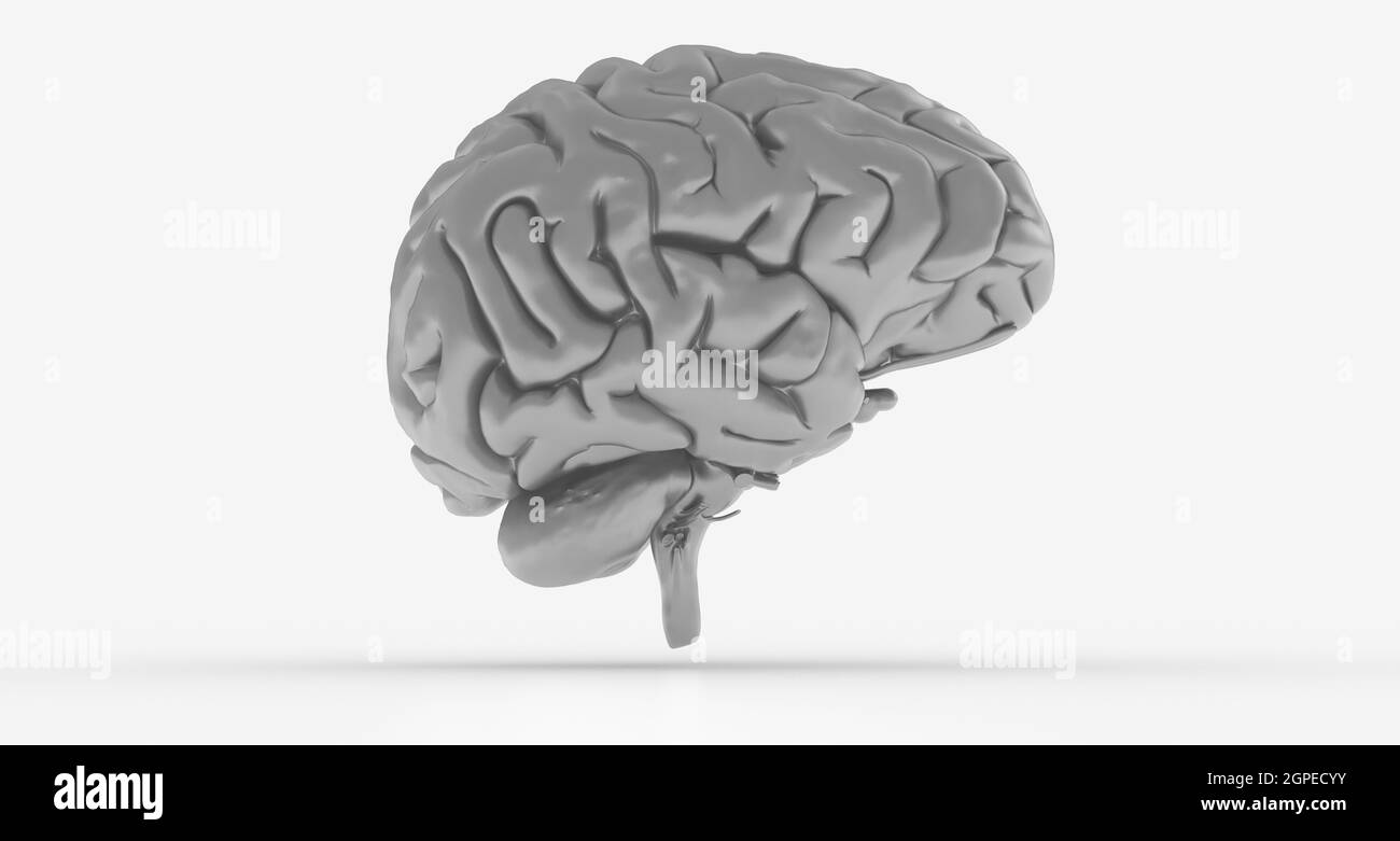 3d rendering of a gray artificial human brain concept on a white ...
