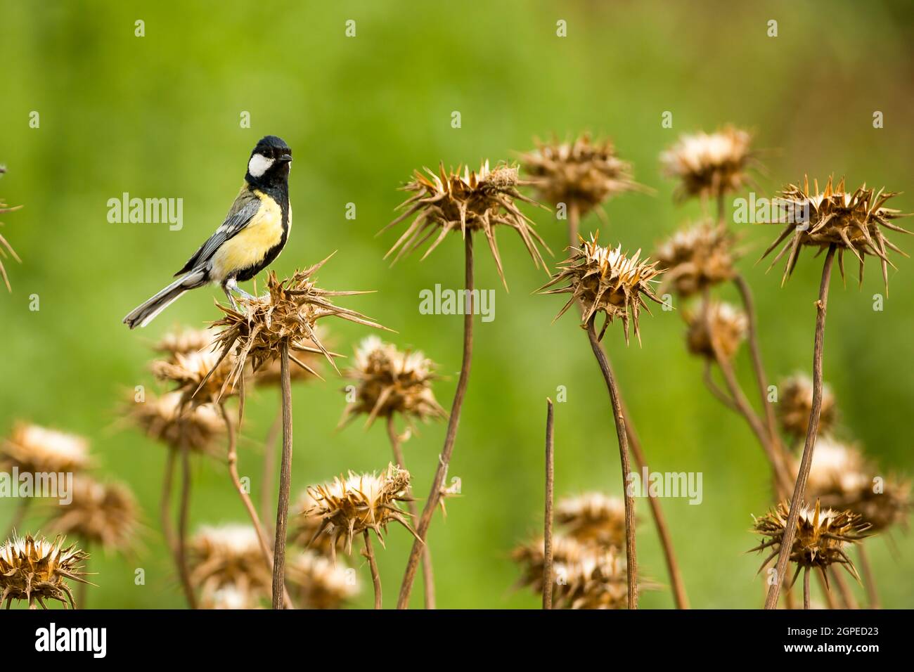 Great Tit (Parus major), is a passerine bird in the tit family Paridae ...