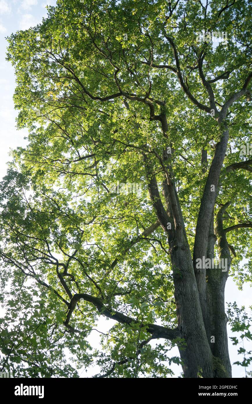 Oak tree symbolism hi-res stock photography and images - Alamy