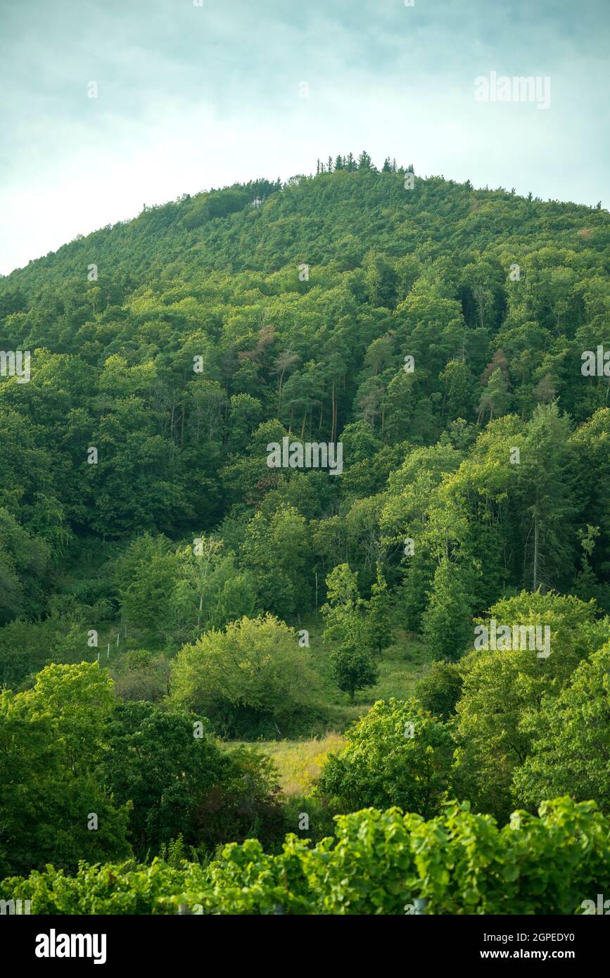 Healthy deciduous forest in Rhineland-Palatinate Stock Photo - Alamy