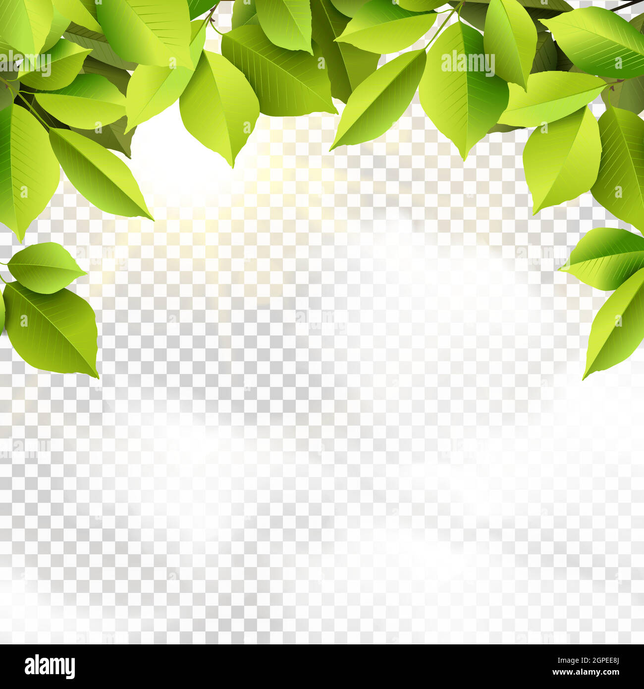 Summer spring foliage green Stock Vector Images - Alamy