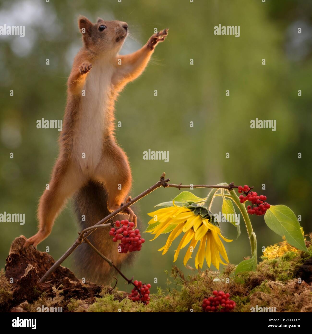 Red squirrel with sunflower hi-res stock photography and images - Alamy