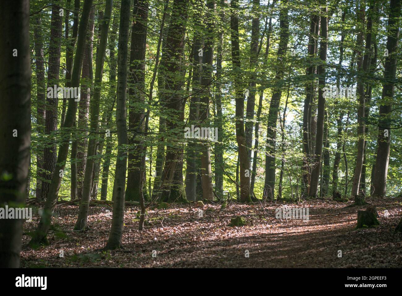 Deciduous hardwoods hi-res stock photography and images - Alamy