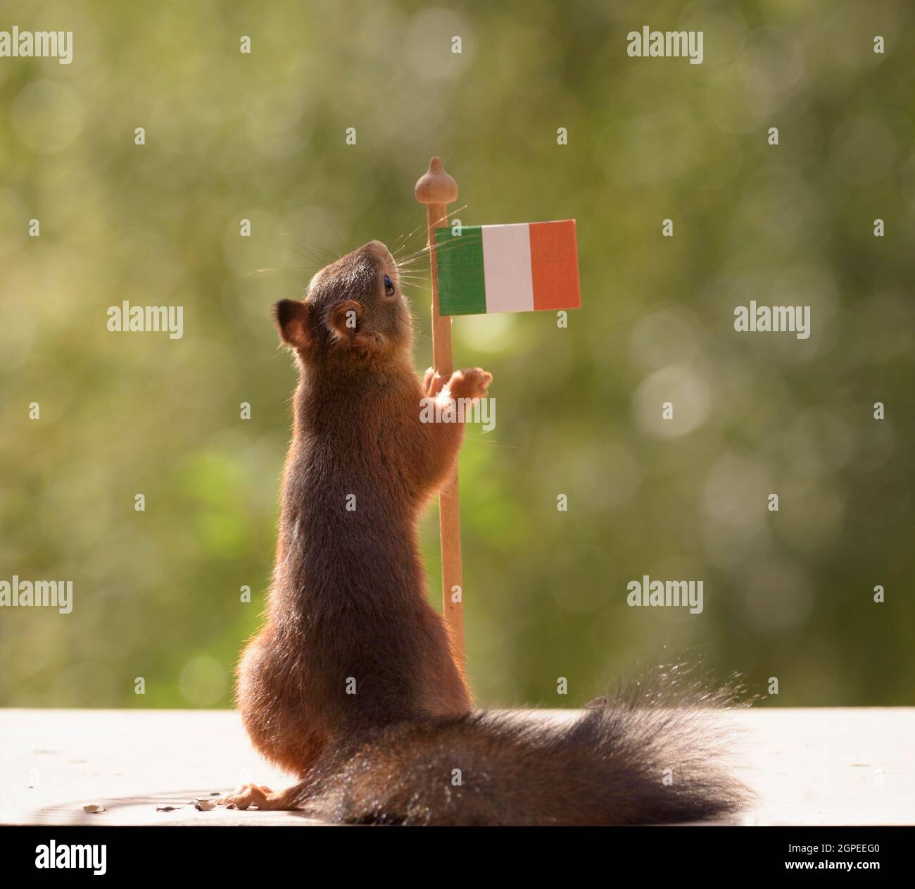 Italy squirrel hi-res stock photography and images - Alamy